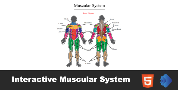Interactive Muscular System by freelancertajulrasel